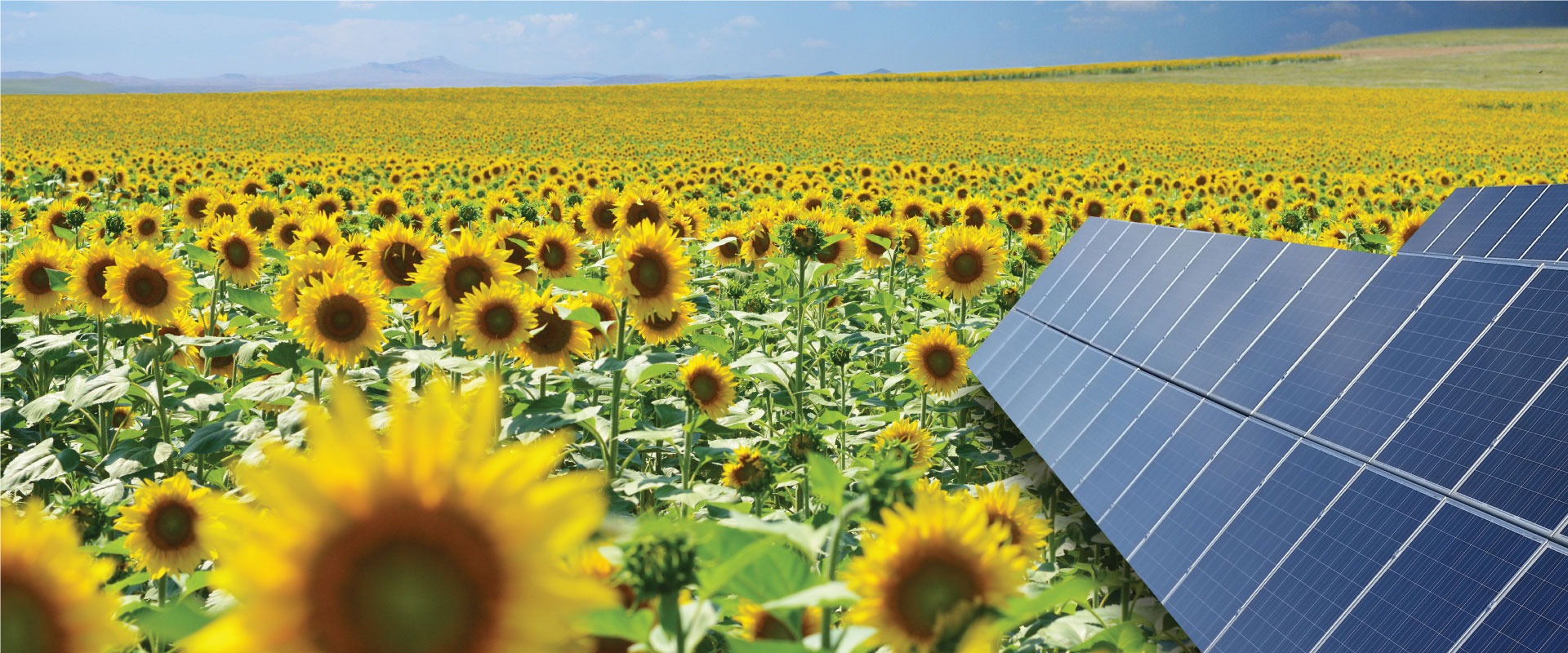 REAP : Renewable Energy for Agricultural Producers | Tampa Bay Solar